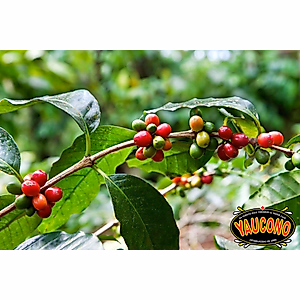 Yaucono Ground Coffee, Arabica, Medium Roast, Puerto Rico, 10 Ounce Can (Pack of 1)