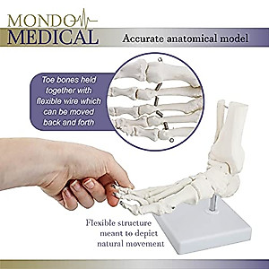 MonMed Medical Models Life Size Foot and Ankle Model – Anatomical Foot Model, Skeleton Bones, Human Skeleton Model