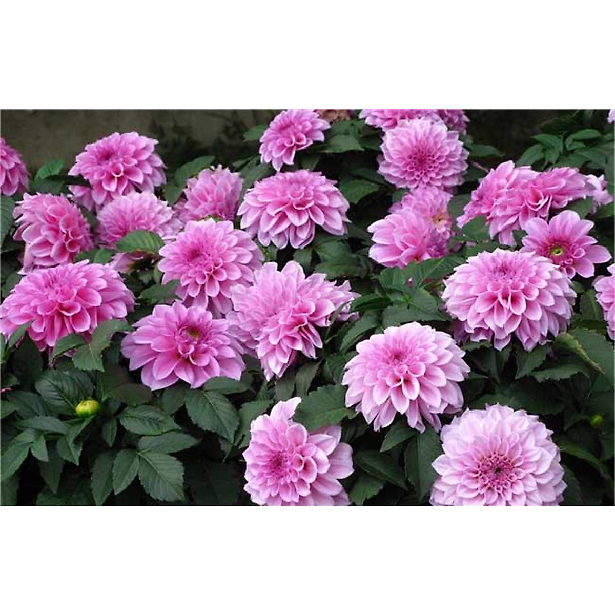 Rare Beautiful Perennial Mixing Color Dahlia Flowers Seeds 100PCS