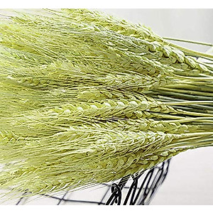 TooGet Dried Wheat Sheaves Stalks Bouquet Bundles, 100 Stems Natural Ear of Wheat Grain Flowers Dry Grass Bunch DIY Arrangements for Home Wedding Store Decorative