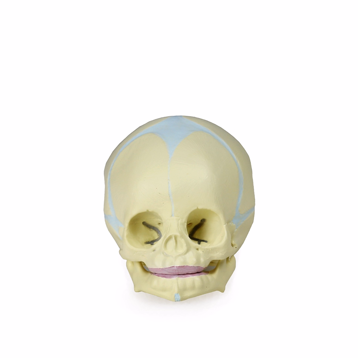 Jackson Global JS00030 Human Fetal Skull Model | Great for Understanding of Fetal Bone Development