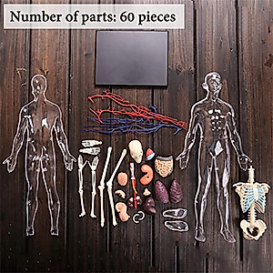 LIOONS Human Anatomy Model Human Body Model Human Organ Model Detachable Human Internal Organs Anatomy Model Biology Teaching Color Teaching Model Realistic