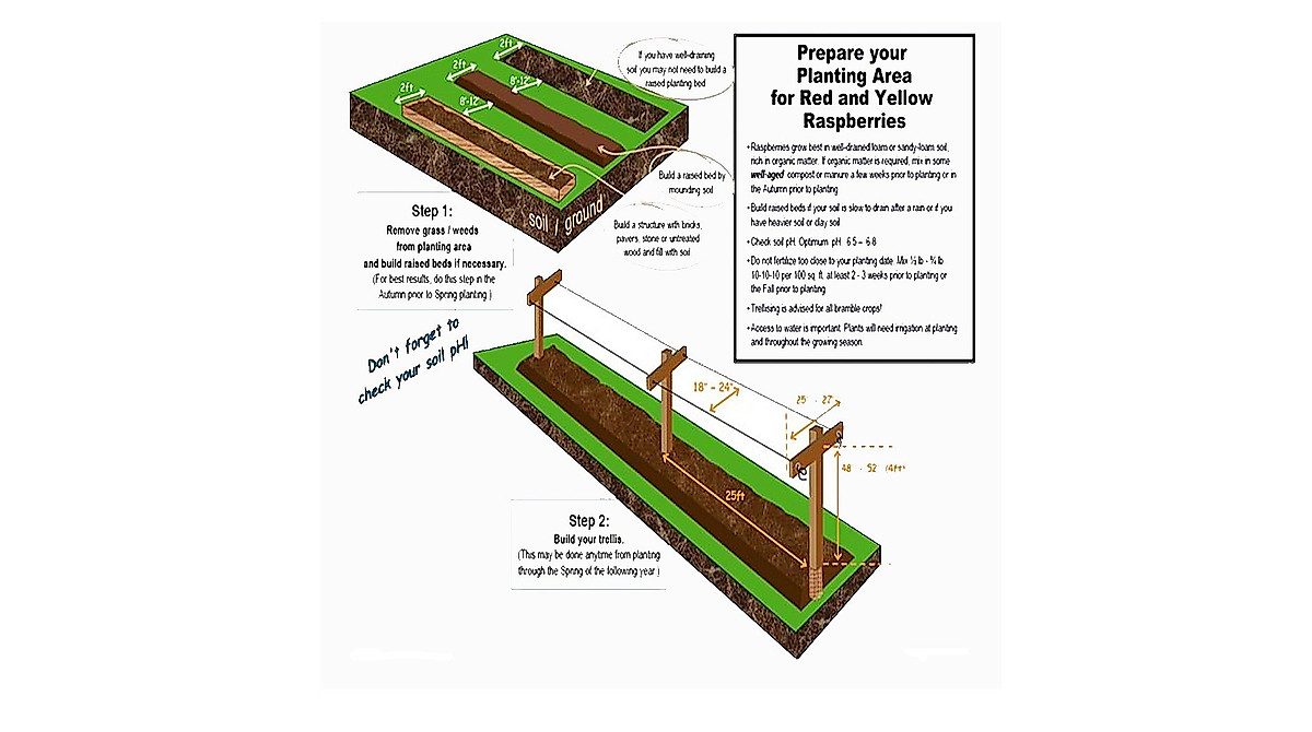 Heritage Red Raspberry Plant - Everbearing & High Yielding