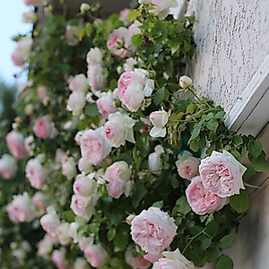 Heirloom Roses Eden Climber® Rose Plant - Climbing Pink Rose Bush, Own Root Rose Plants for Planting Outdoors