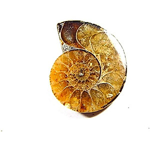 phoenix888 XUETZALCOATL Golden Nahushah Sudarshan Shaligram 1.5cm - 2.5cm from Kali Gandaki 1 pcs