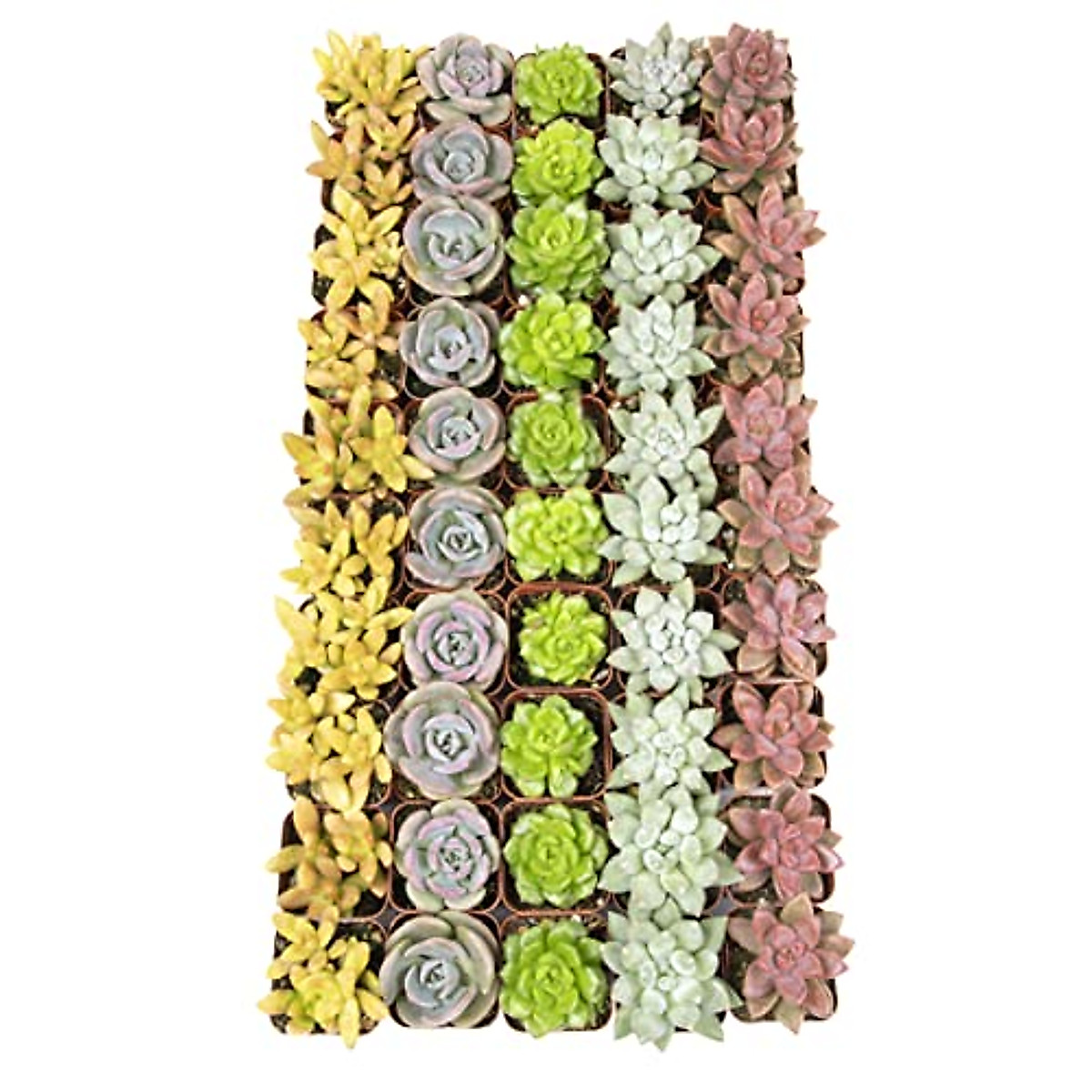 Altman Plants, Live Succulents Plants (50 Pack), Nursery Pots Variety Pack, Bulk Succulents Plants Live Plants Indoor Plants Live House Plants Indoors Live Indoor Plants Live Houseplants Live Indoor