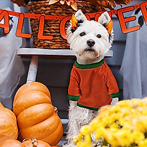 SGQCAR 4Pieces Dog Halloween Shirts Soft Cotton Ghost Skeletons Dog T-Shirt Funny Pet Pumpkin Head Costume for Small Dogs Puppy Cosplay Apparel (Pumpkin, Large)