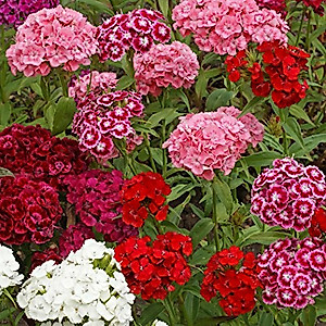 Outsidepride Perennial Dianthus Barbatus Sweet William Wild Flower Mix - 5000 Seeds