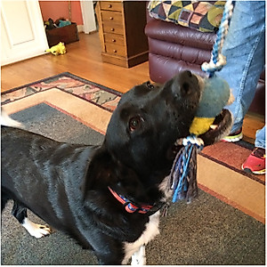 Pet Fit For Life Plush Tough and Durable Squeaky Dog/Puppy Wand Rope Toy - Duck on Rope Teaser Wand