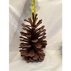 18-Pack Extra-Large (5 to 7 inch) Long Leaf Pine Cones for Decorating Home, Tables, Vase Fillers, Corporate Events, Crafts, Birdfeeders, Natural Pine Cone Holiday Ornaments. (unscented)