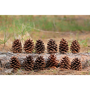 Review Outdoor Gear 5, 8, 10 or 12 Ponderosa Decorative 3" - 3.5" Pine Cones UNSCENTED Fall Winter Holiday Home Decor Vase Bowl Filler Displays Crafts (3 x 4, Quantity of 8)