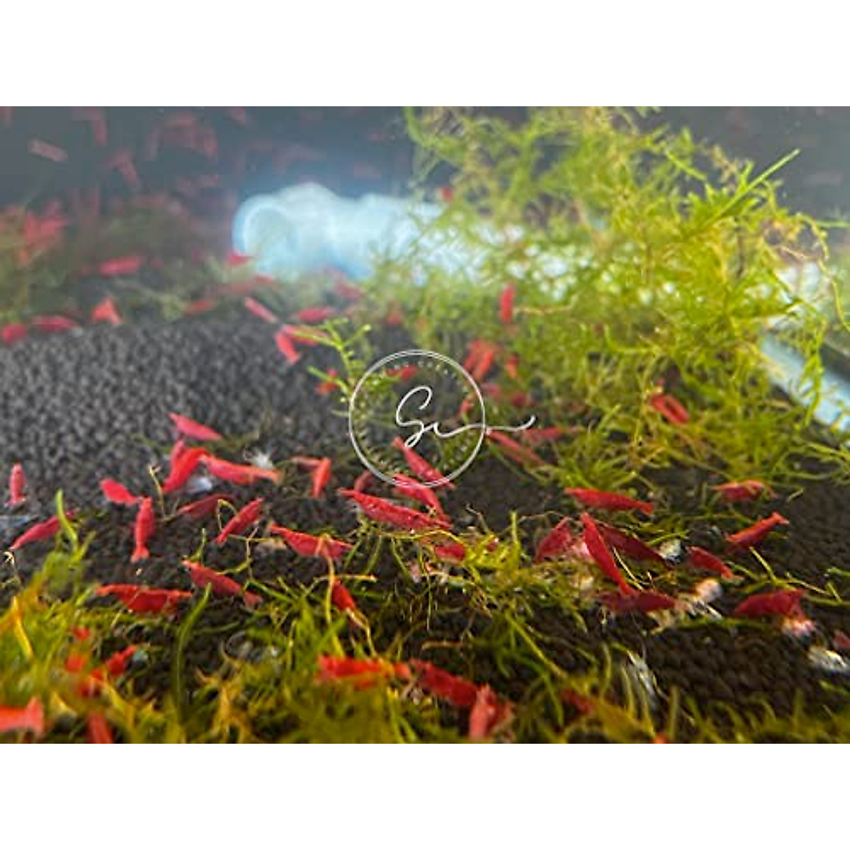 Swimming Creatures 10 Fire Red(GradeA+) Cherry Neocaridina Freshwater Aquarium Shrimp. Live Arrival Guarantee