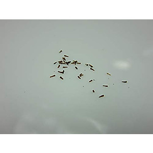 1138-Crimson Bottle Brush (Callistemon citrinus) Seeds by Robsrareandgiantseeds UPC0764425787570 Non-GMO,Organic,USA Grower,Herb,Bonsai,1138 Package of 25 Seeds