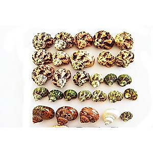 FSG - 30 Select Hermit Crab Shells Lot 1"-2" Size (Opening 1/2"-1") Seashells - Includes Polished Tapestry Turbos, Silver Turbos, Silver Mouth Turbos and More.