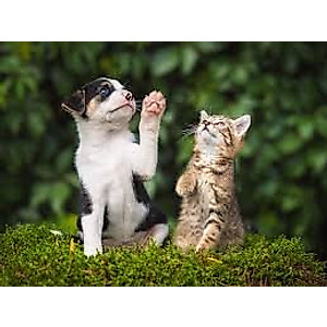 Vitamins for Dogs Skin and Coat - PET Ultra Vitamins - Premium Minerals - for Cats and Dogs - Dog Vitamin a - 1 Bottle (90 Chewable)