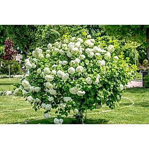 Old Snowball Viburnum Plant Live for Garden, 6 Inc to 9 Inc Tall, Flower Bush Plant