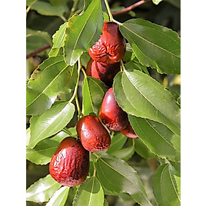 New ASIAN DATE Jujube Ziziphus Spinosa Common Chinese Tsao Red Fruit Tree 20+ Seeds