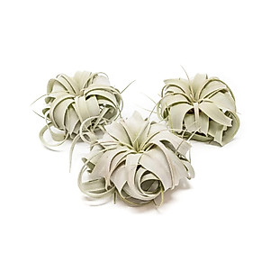 Air Plant Shop 3 Pack Mini Tillandsia Xerographica- Wholesale and Bulk - Succulents - Live Tillandsia - Easy Care Indoor and Outdoor House Plants