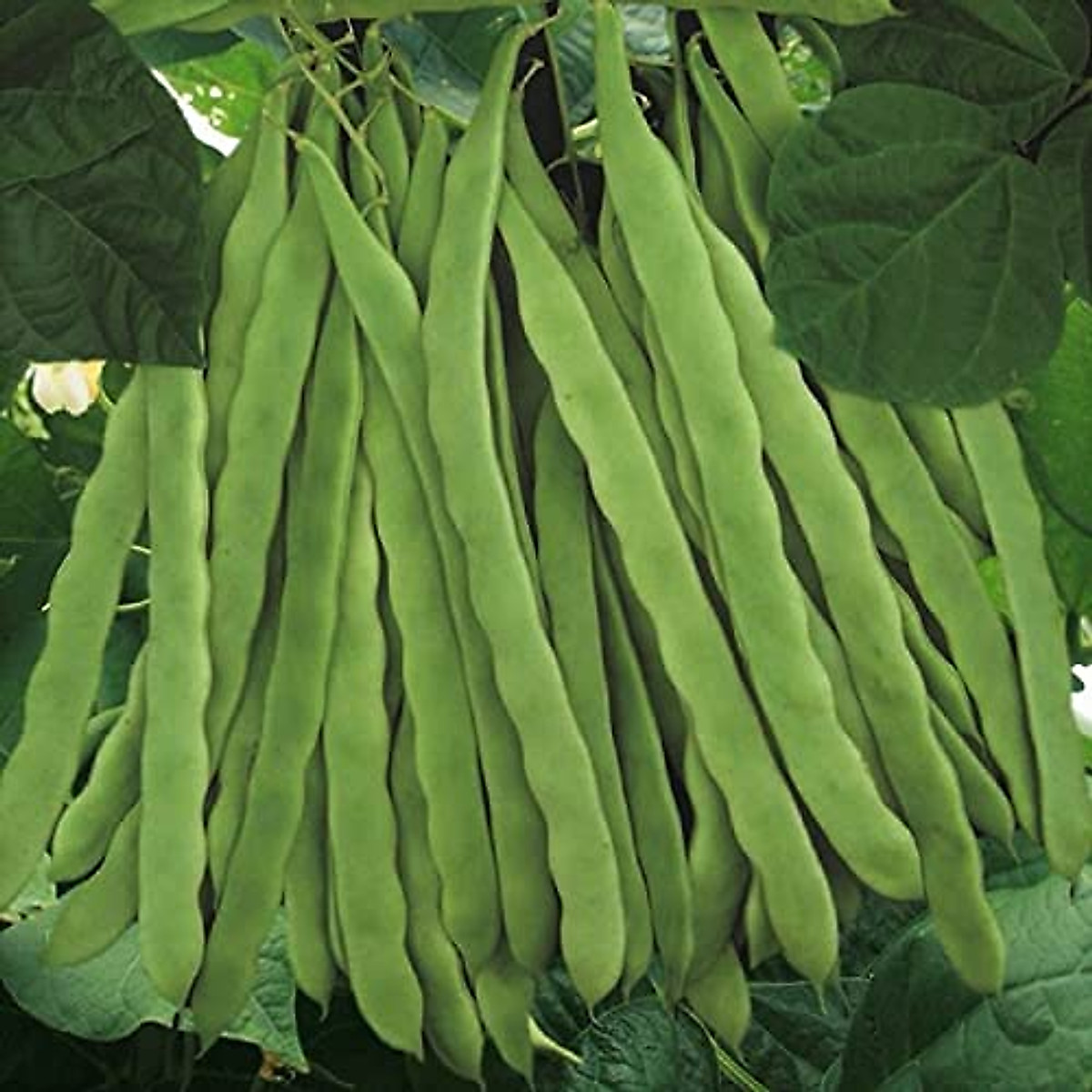 David's Garden Seeds Bean Pole Romano Qing Bian 5217 (Green) 50 Non-GMO, Heirloom Seeds