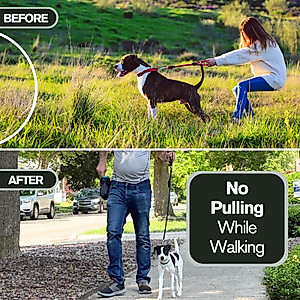 Kimberland Collars Clasp 2.25mm Stainless Steel Low Pro Dog Training Collar for Medium-Large Breeds | 16” Micro Prong Collar for Dogs 26lbs & Up | No-Pull Collar | Dog/Puppy Training & Behavior Aid