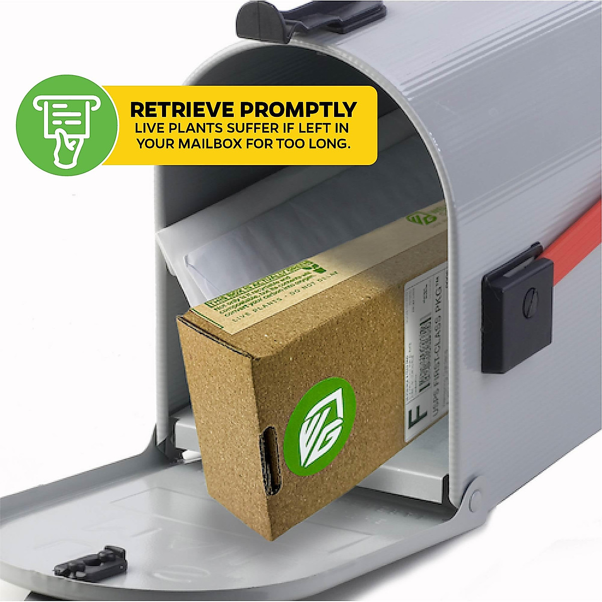 Dwarf Kokopo Banana Plant - Musa acuminata by Wellspring Gardens - Swift Fruiting, Exquisite Taste, Orange-Tinted Pulp, Container and Outdoor Growth, Vitamin A and Beta Carotene-rich Banana