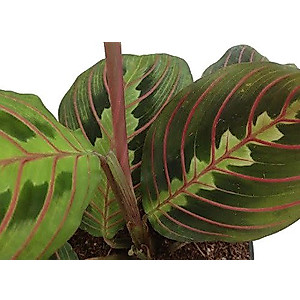 Hirt's Red Prayer Plant - Maranta - Easy to Grow House Plant - 4" Pot