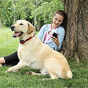 PetSafe Stay + Play Wireless Dog Fence for 2 Dogs: Large/Stubborn Dogs