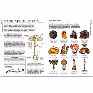 Mushrooms: How to Identify and Gather Wild Mushrooms and Other Fungi