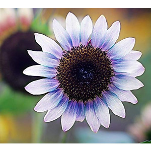 Sunflower Seeds for Planting 50 Pcs Seeds Rare Multi Color Garden Seeds Sunflowers