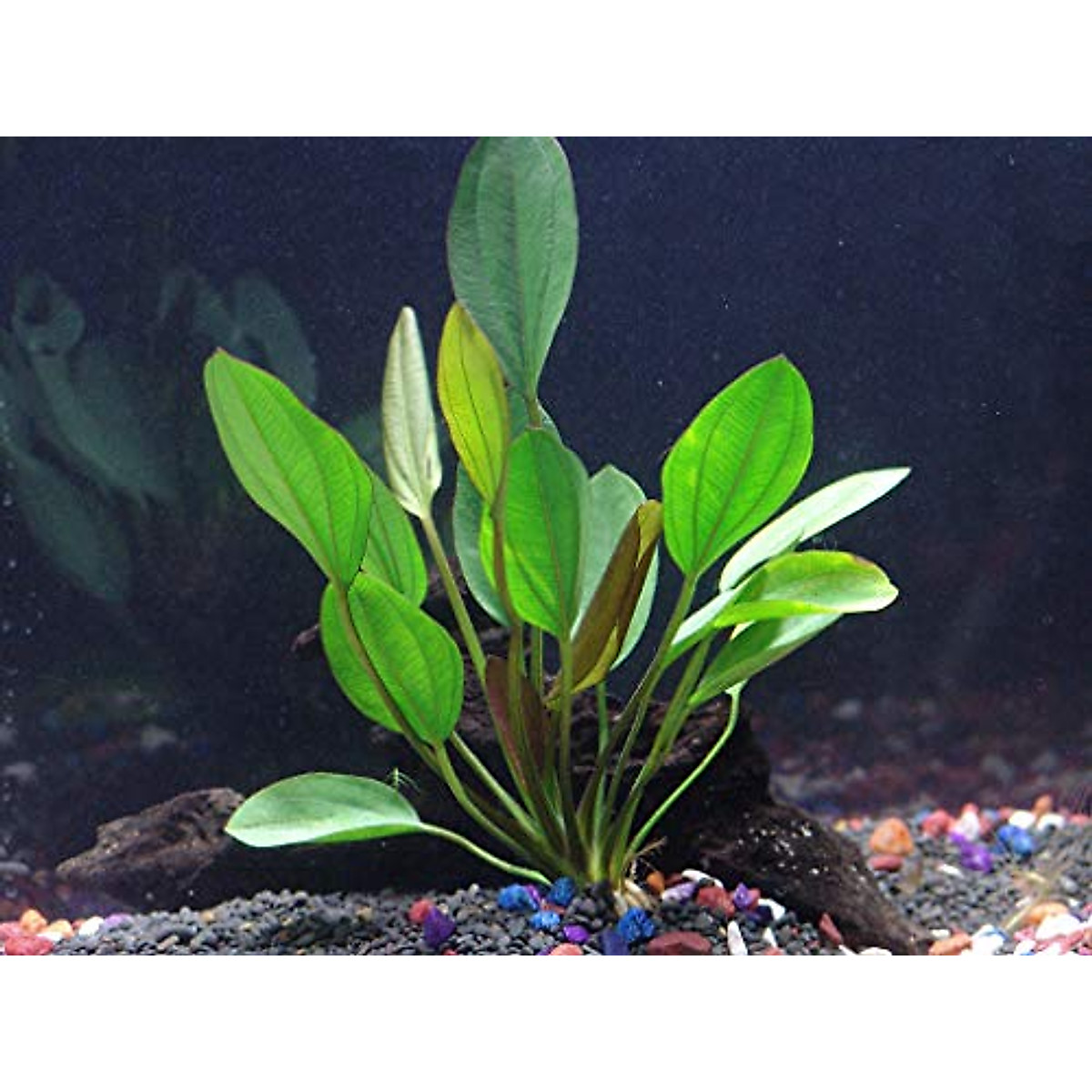 Discus-Warm Water Aquarium Plant Bundle