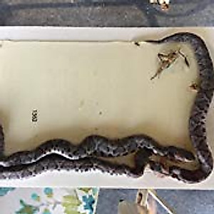 Snake Trap Large, (Foldable, Reusable 32"x10"x 3") with (1) Catch Insert, Commercial Grade, Made of Strong Corrugated Plastic in Alabama, USA