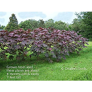 Onalee's Seeds Castor Bean -Deep Purple- New Zealand Purple, Tropical Look, Fast Growing - Ricinus Communis, (16+ Seeds) Grown in and Shipped from USA!