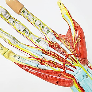 Evotech Numbered Hand Anatomical Skeleton Model W/Bones Muscles Ligaments Nerves and Blood Vessels, 7 Parts Life Size Medical Quality Hand Joint Easy Mounting for Medical Classroom Teaching Study