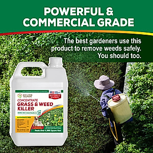 Weed Killer Concentrate - Eco Living Solutions Weed Killer Spray | Pet Safe Weed Killer | Organic Weed and Grass Killer | Moss Killer | Crabgrass & Dandelion killer | Glyphosate Free herbicide (32 oz)