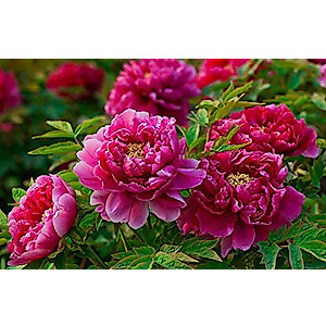 20+ Mixed Peony Flower Seeds Double Beautiful Perennial Bonsai Plant Garden