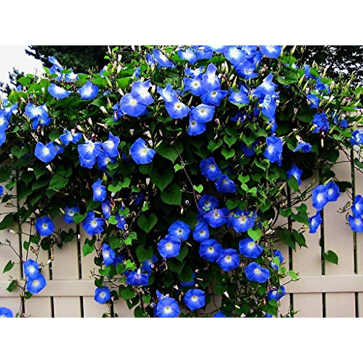 Blue Morning Glory Climbing Vine | 100 Seeds to Plant | Beautiful Flowering Vine