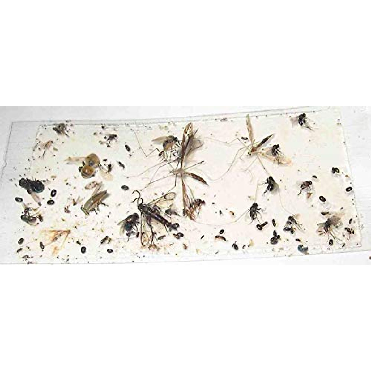 10 Pk Camel Cricket/Roach/Scorpion Sticky Traps
