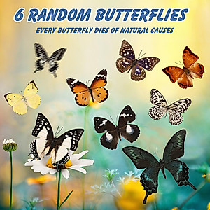 WTUAWB 6 Pcs Real Butterfly Specimen - Taxidermy Butterfly DIY Creative Production, Taxidermy Animals for Framed Butterfly Shadow Box (Random)