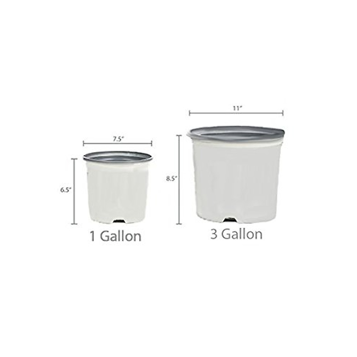 AMPLEX Confederate Jasmine Vine Live Plant, 3 gallon, Creeping Vine