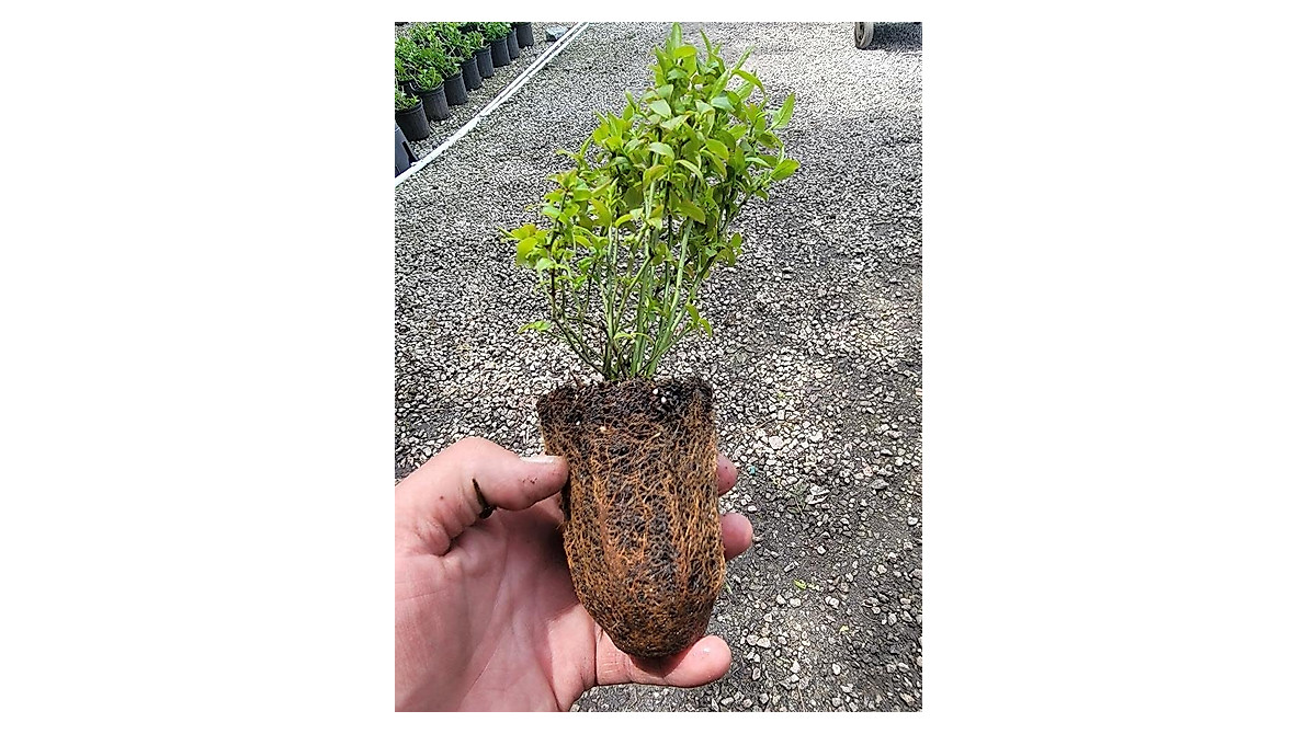 Top Hat Dwarf Blueberry Starter Plant - Cold Hardy Shrub