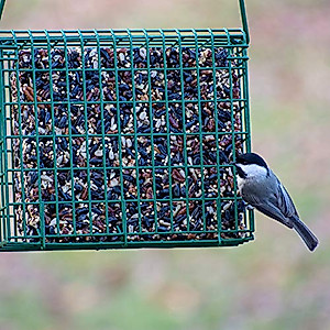 C&S Wild Bird Songbird Snak, 2lbs (Pack of 6)