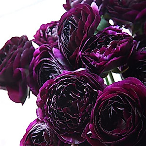 Ranunculus Bulbs - Violet - 100 Bulbs - Purple Flower Bulbs, Corm Attracts Bees, Attracts Pollinators, Easy to Grow & Maintain, Fragrant, Container Garden