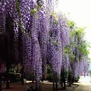 15pcs/lot Purple Chinese Wisteria Vine Seed Garden Potted Flower