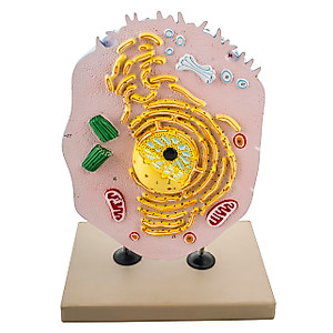 EISCO Plastic Animal Cell Electron Microscopic Structure, 3D Model