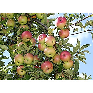 Apple Tree | Seed Grow Kit | The Jonsteen Company