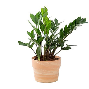 Costa Farms ZZ Plant, Live Indoor Houseplant in Modern Decor Planter, Natural Air Purifier in Potting Soil, Gift for Plant Lovers, Birthday Gift, Tabletop Living Room Decor, Desk Decor, 12-Inches Tall