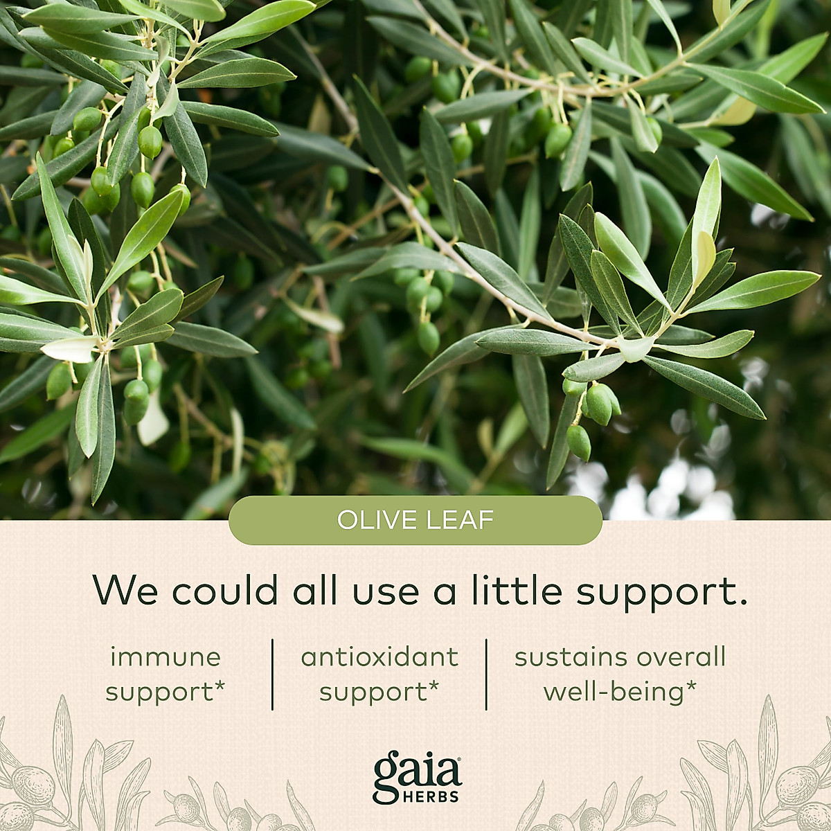 Gaia Herbs Olive Leaf - Traditional Immune Health Support - Immune System Supplement with Olive Leaf Extract and Oleuropein - 120 Vegan Liquid Phyto-Caps