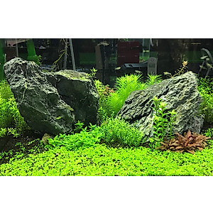 Seachem Flourish Phosphorus 500ml