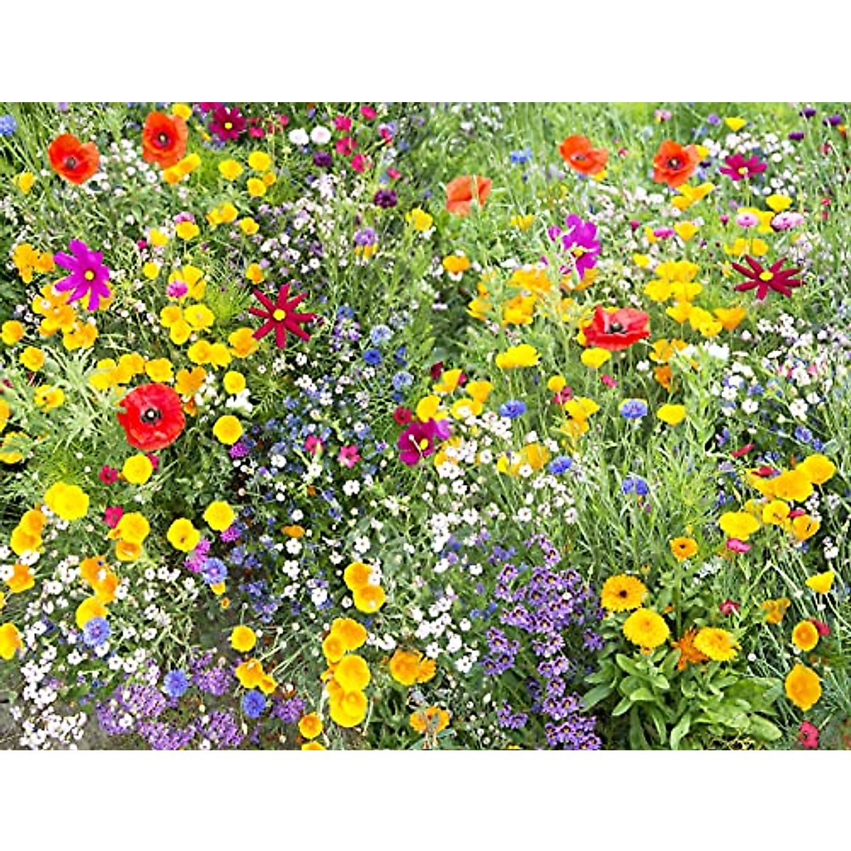 Perennial Wildflower Seeds Package with 31 Different Varieties 100,000+ Seeds, Hummingbird and Butterfly Garden Seeds, Popular Perennial Flower Seeds, Non-GMO Wildflower Seeds Mix for Your Garden