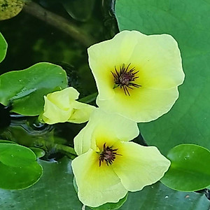 Mainam Water Poppies Golden Bulb Hydrocleys Nymphoides Live Aquarium Plants Decorations Freshwater Fish Tank Aquatic Plant3 Days Pond Tropical